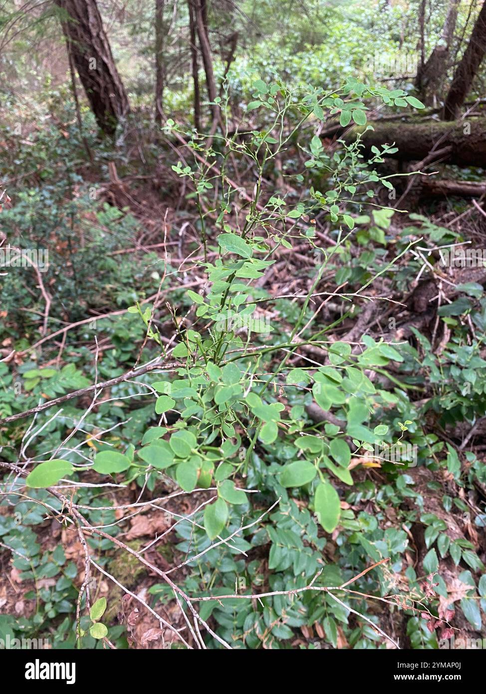 Red Huckleberry (Vaccinium parvifolium Stock Photo - Alamy