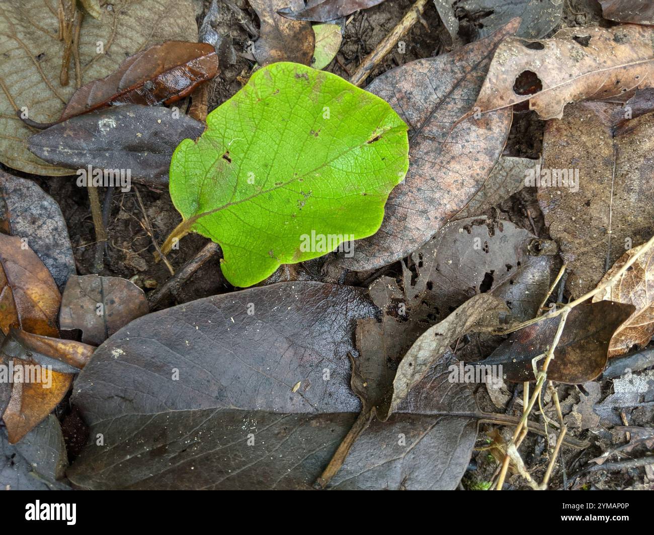 white beech (Gmelina leichhardtii Stock Photo - Alamy