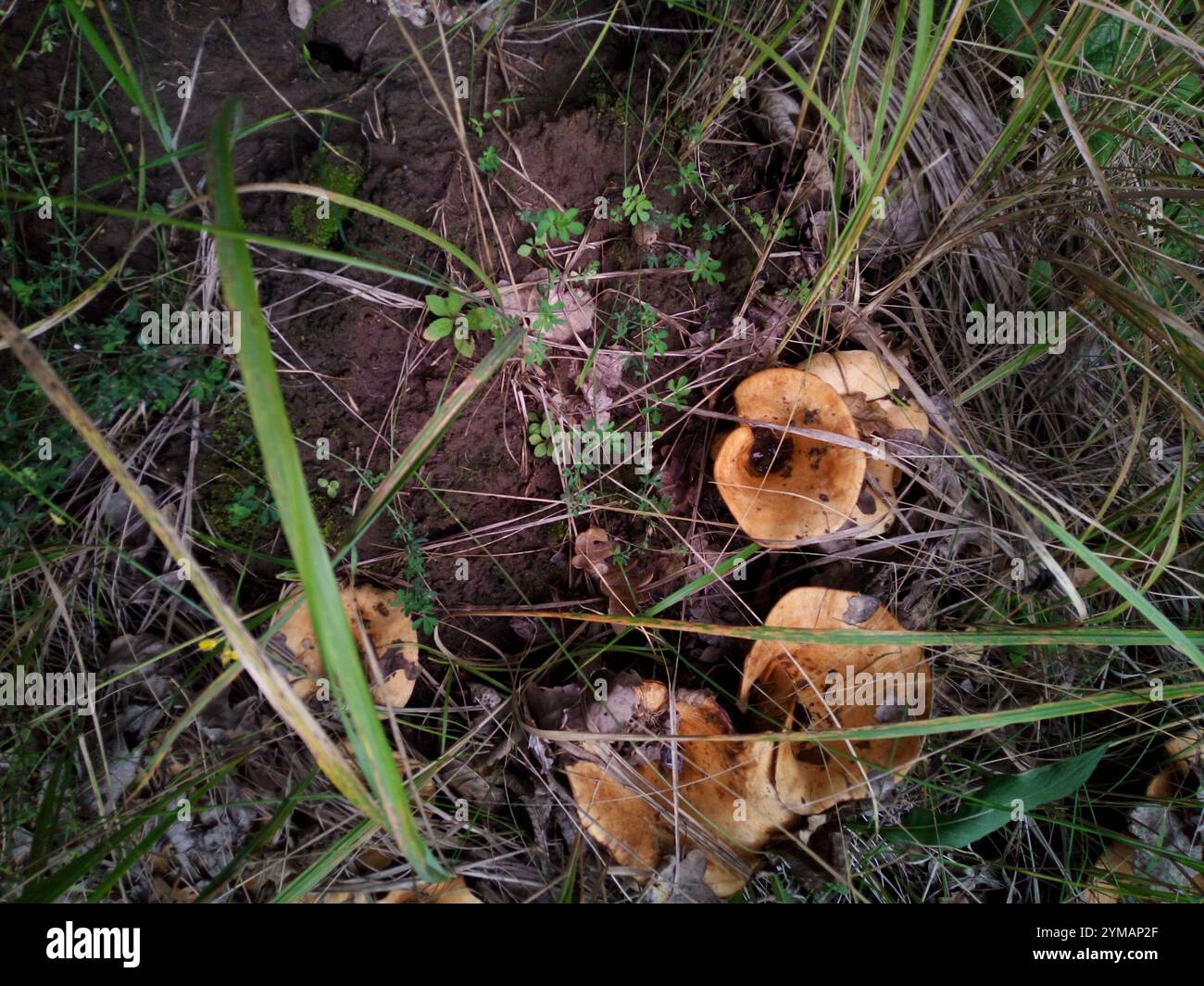 Brown Roll-Rim (Paxillus involutus Stock Photo - Alamy