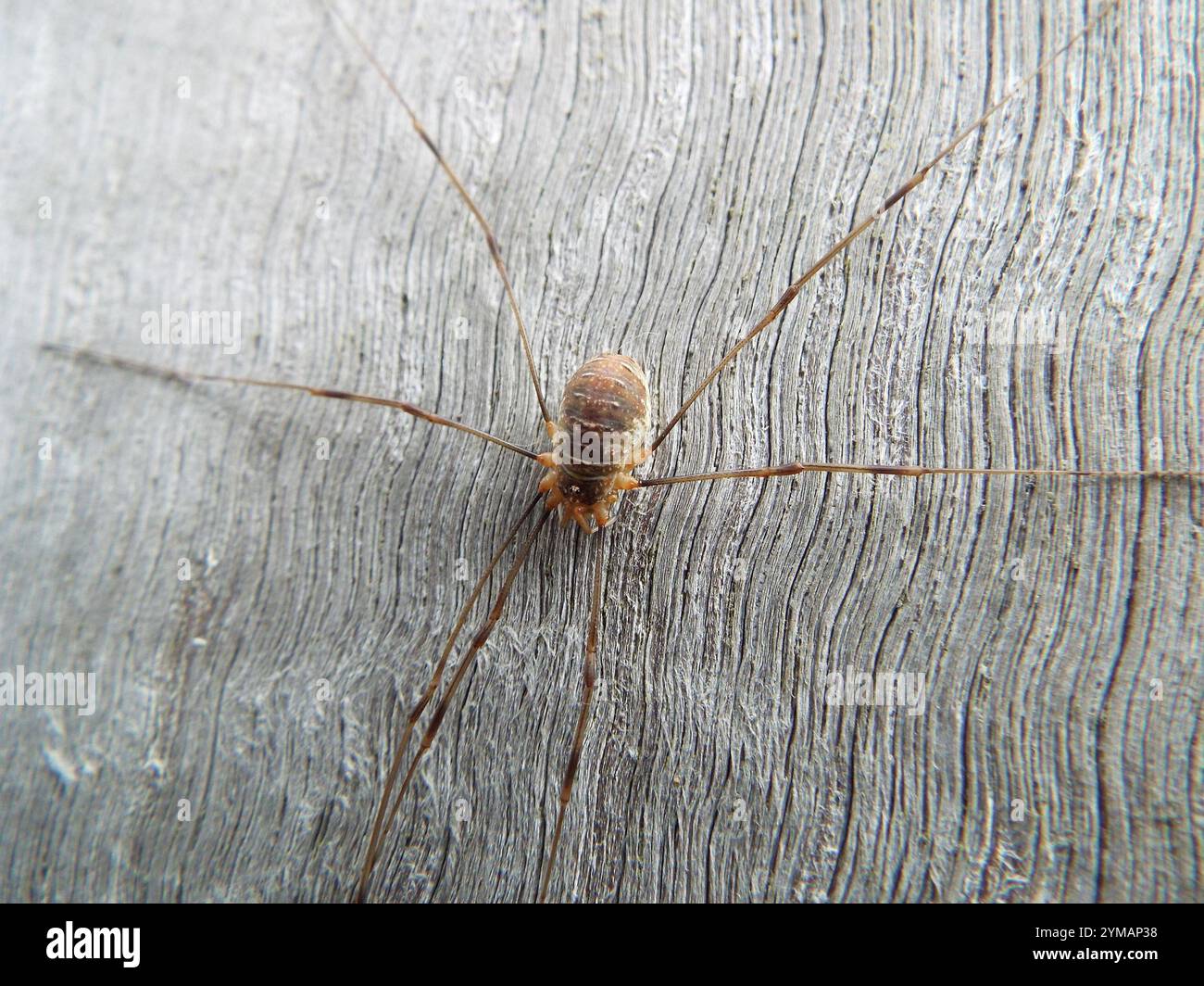 Canestrini's Harvestman (Opilio canestrinii Stock Photo - Alamy