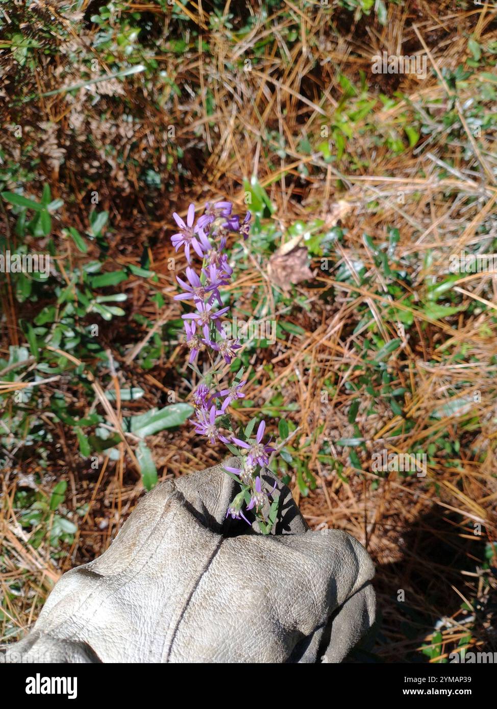 Eastern Silver Aster (Symphyotrichum concolor Stock Photo - Alamy