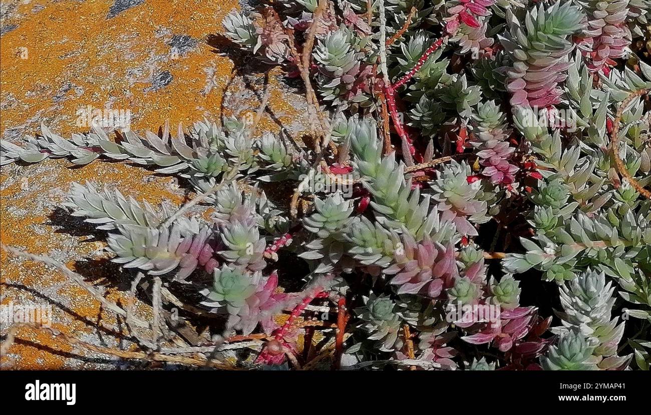 Beach Soutbos (Chenolea diffusa Stock Photo - Alamy