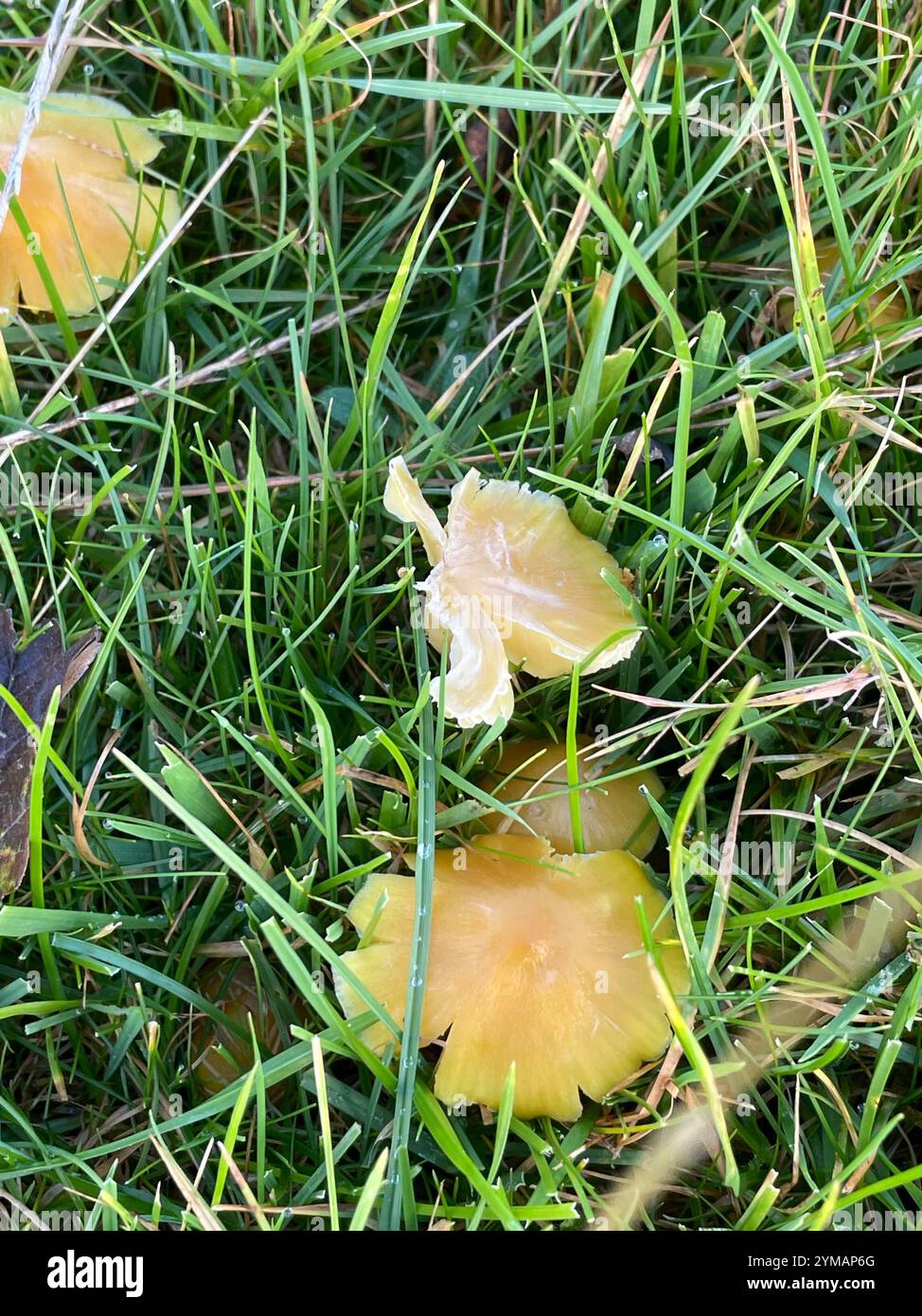 Golden Waxcap (Hygrocybe chlorophana Stock Photo - Alamy