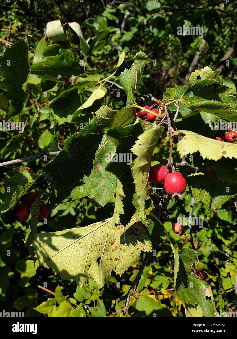 Hairy Cockspurthorn (Crataegus submollis Stock Photo - Alamy