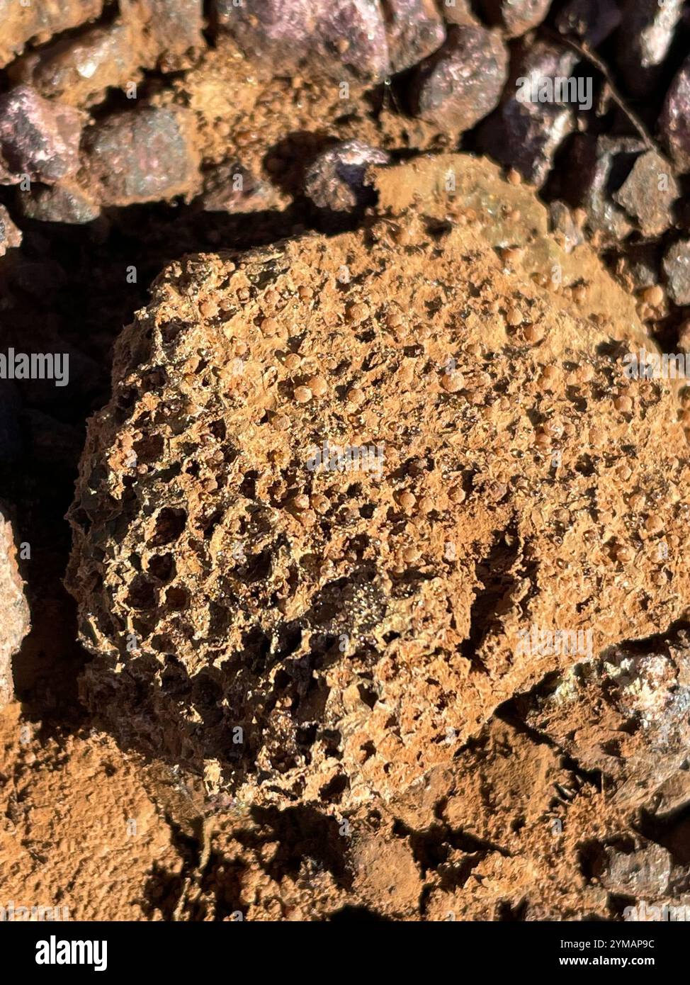 Dead Man's Foot (Pisolithus tinctorius Stock Photo - Alamy