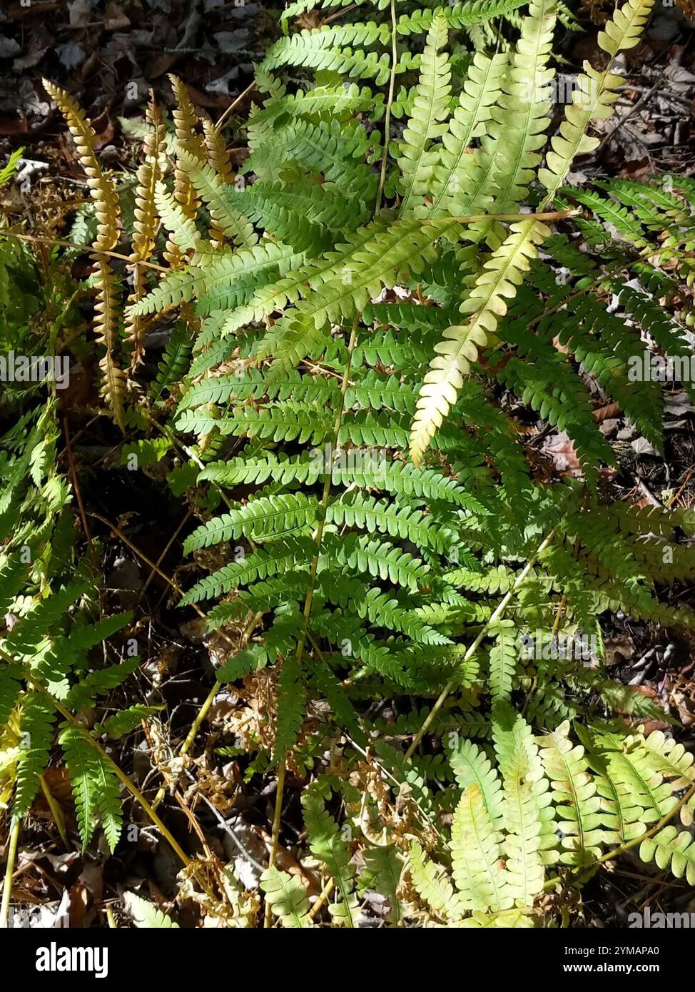 cinnamon fern (Osmundastrum cinnamomeum Stock Photo - Alamy