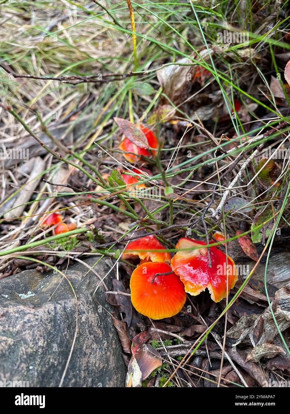 Scarlet Waxy Cap (Hygrocybe coccinea Stock Photo - Alamy