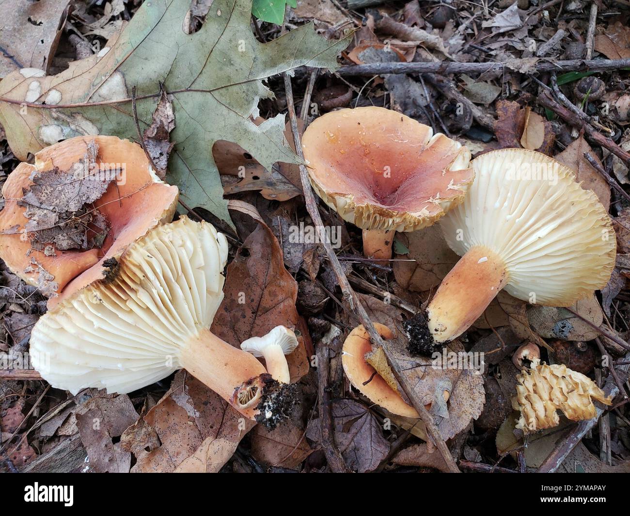 hygrophorus milkcap (Lactifluus hygrophoroides Stock Photo - Alamy