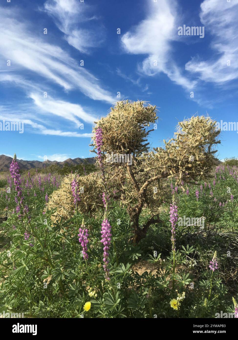 Arizona lupine (Lupinus arizonicus Stock Photo - Alamy