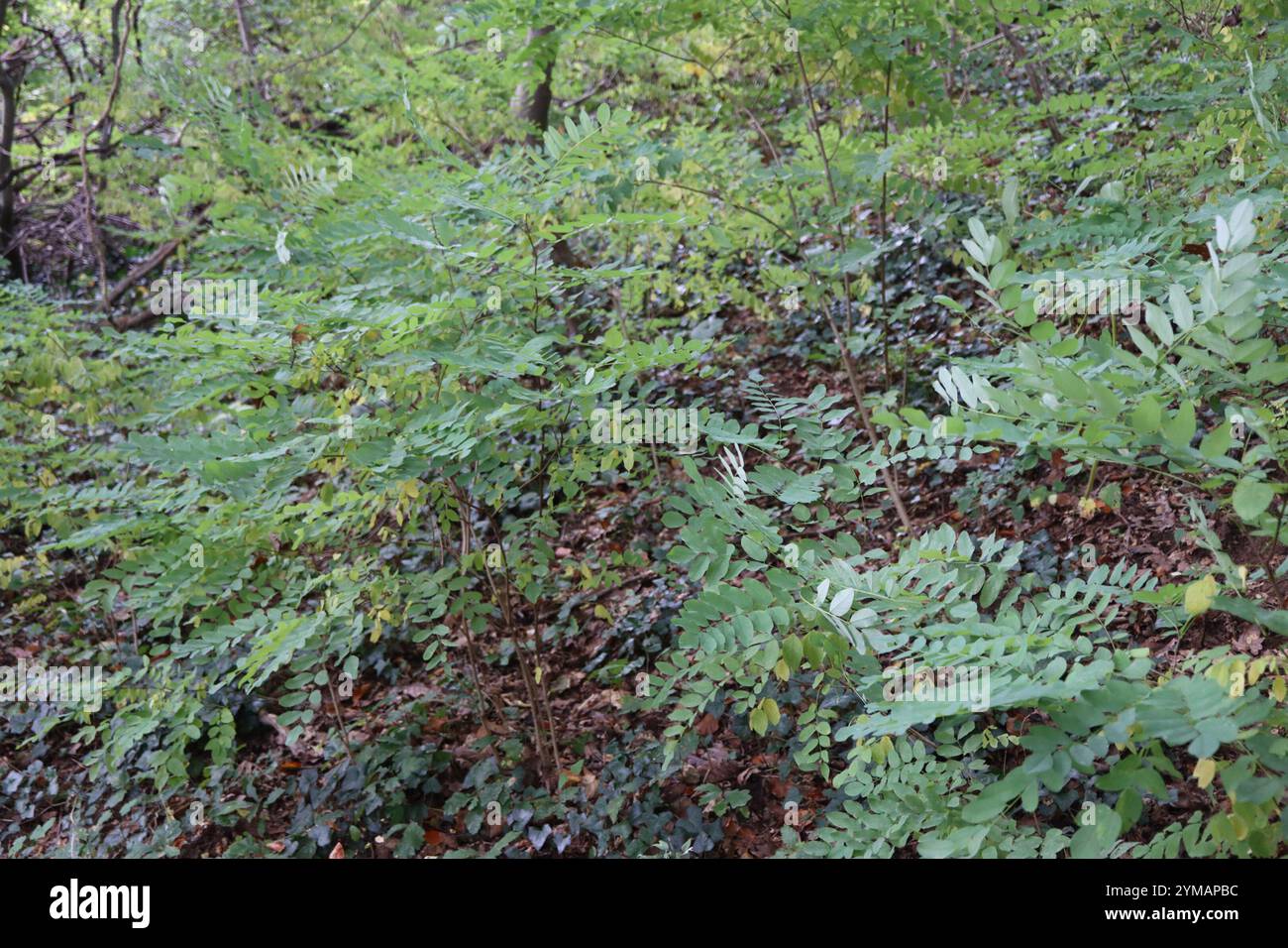 black locust (Robinia pseudoacacia Stock Photo - Alamy