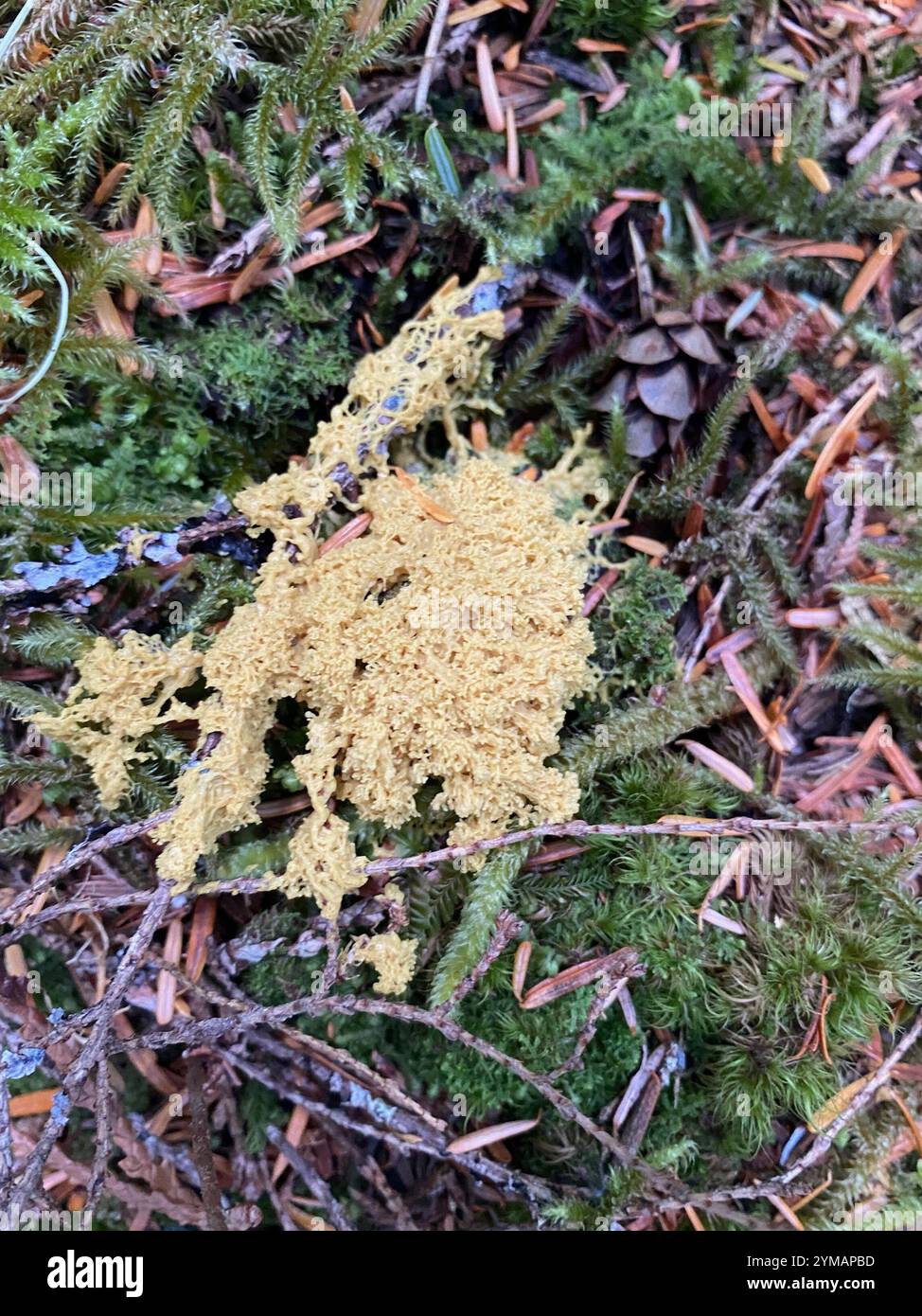 Dog Vomit Slime Mold (Fuligo septica Stock Photo - Alamy