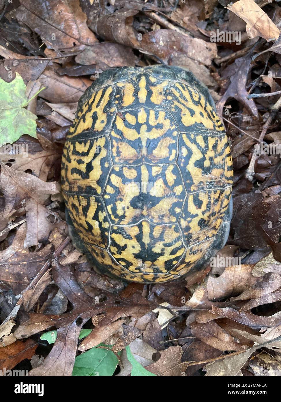 Eastern Box Turtle (Terrapene carolina carolina Stock Photo - Alamy