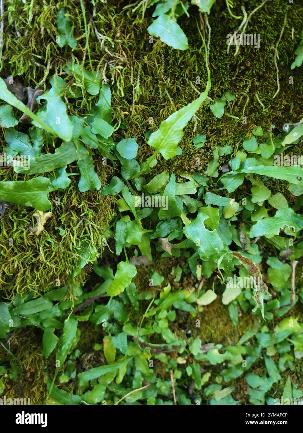 walking fern (Asplenium rhizophyllum Stock Photo - Alamy