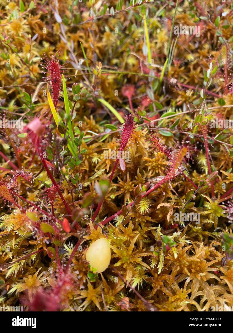 Great Sundew (Drosera anglica Stock Photo - Alamy
