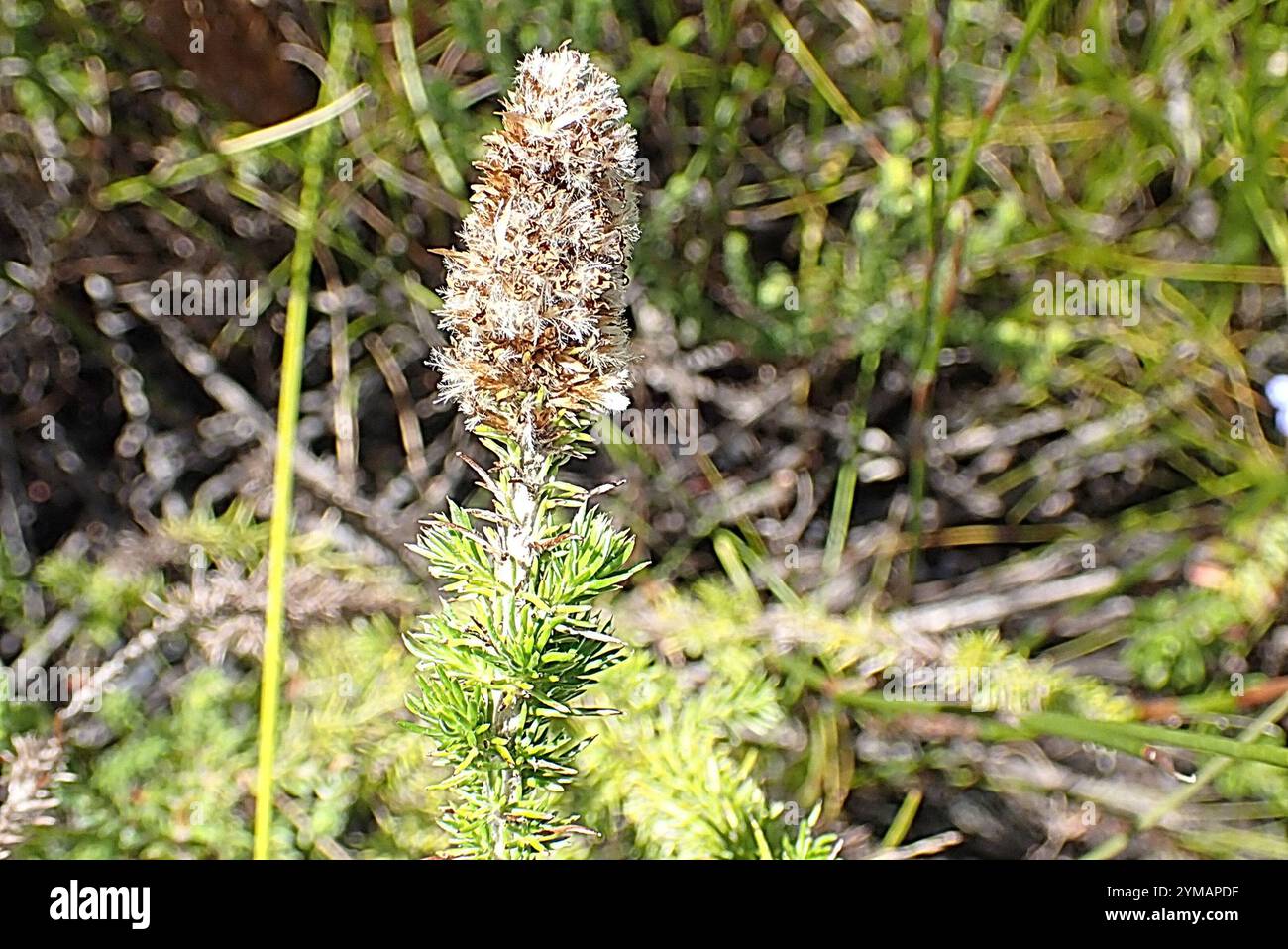 Foxy Slangbos (Stoebe alopecuroides Stock Photo - Alamy