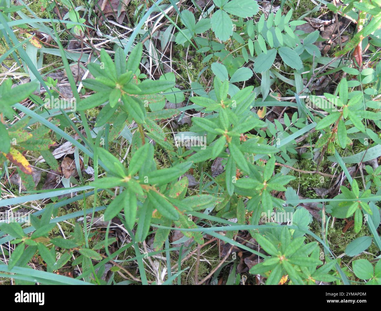 Bog Labrador Tea (Rhododendron groenlandicum Stock Photo - Alamy
