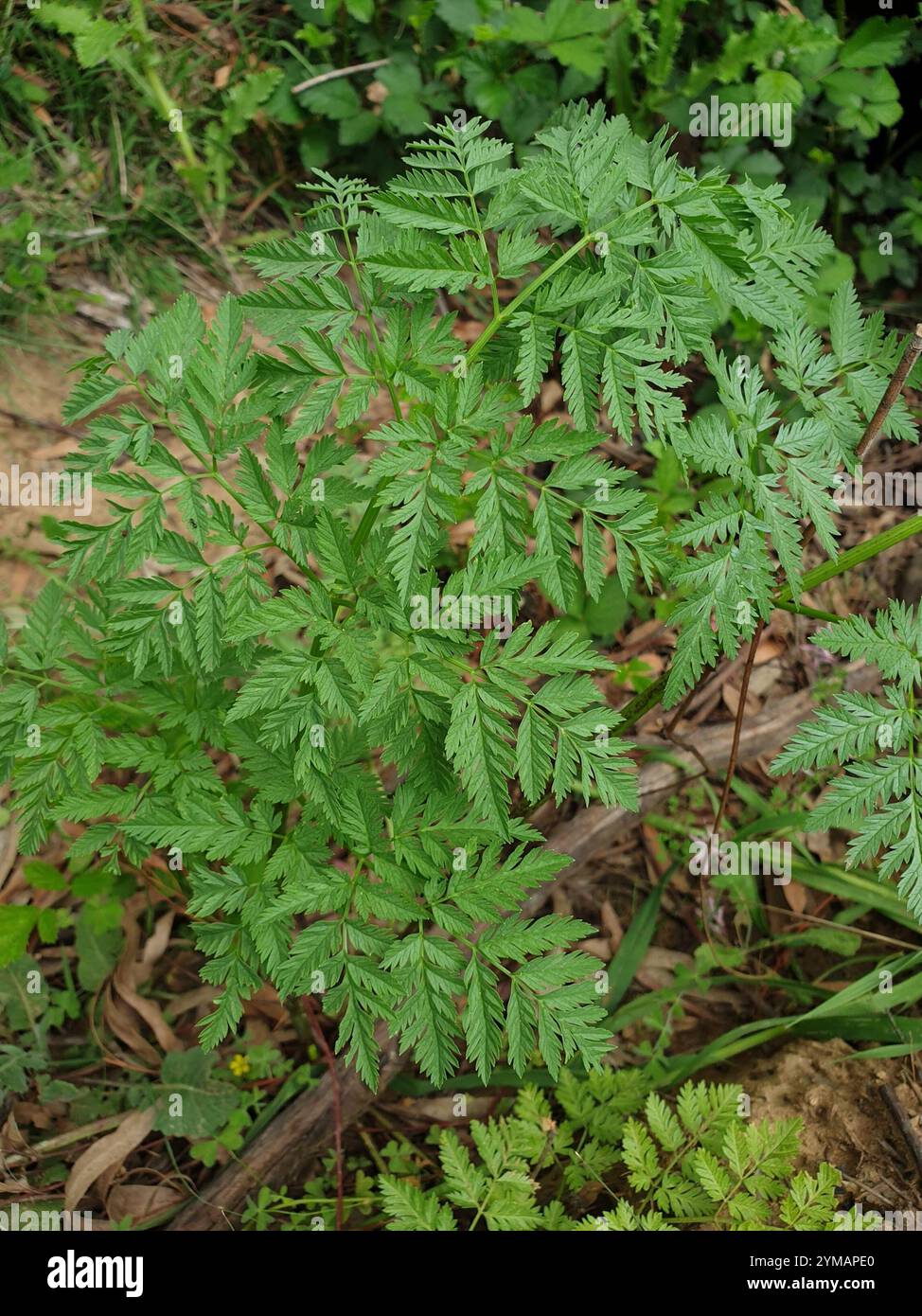 carrot family (Apiaceae Stock Photo - Alamy