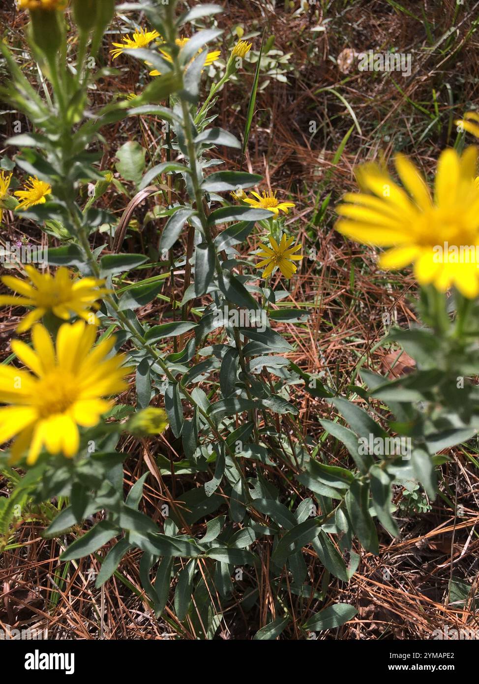 Maryland golden-aster (Chrysopsis mariana Stock Photo - Alamy