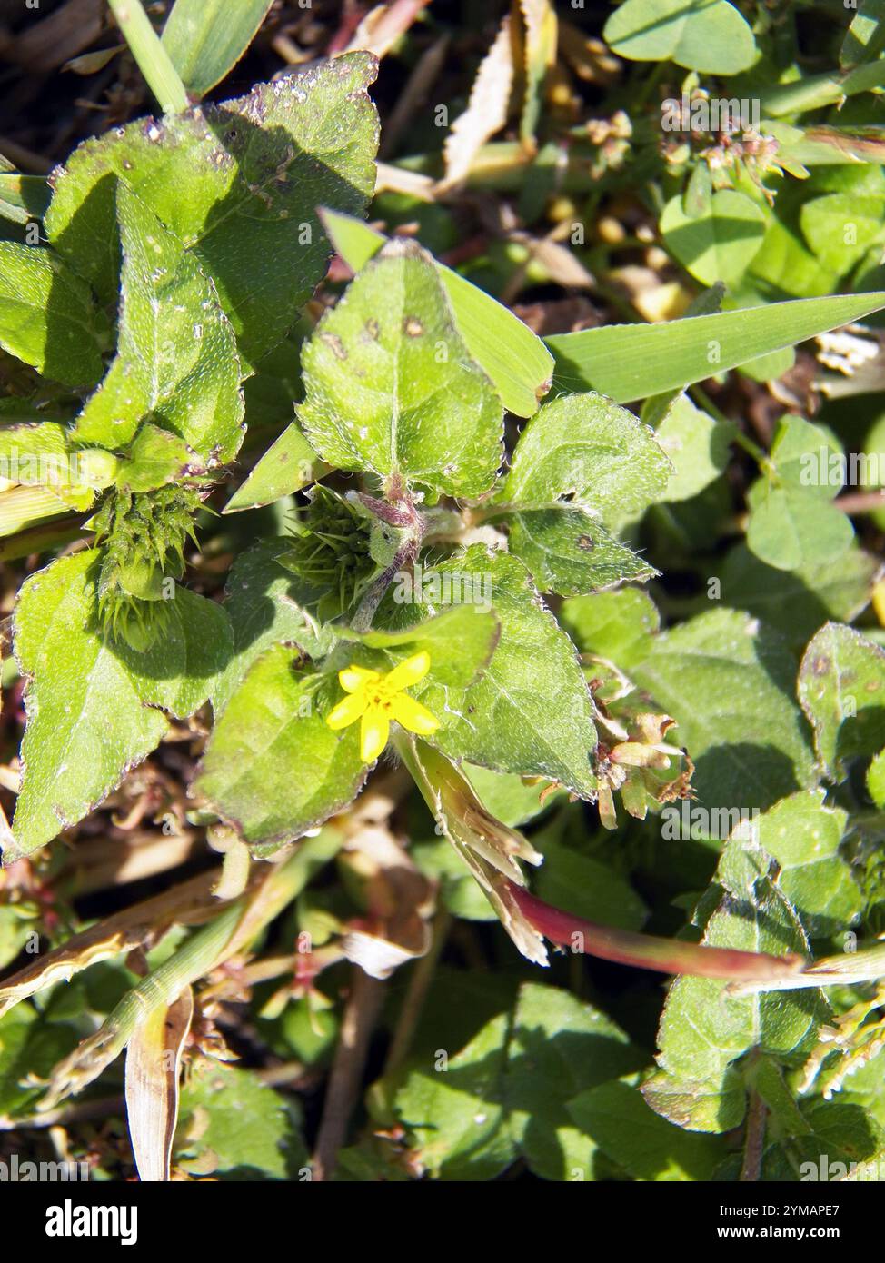 straggler daisy (Calyptocarpus vialis Stock Photo - Alamy