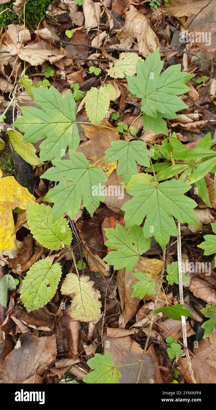 field maple (Acer campestre Stock Photo - Alamy
