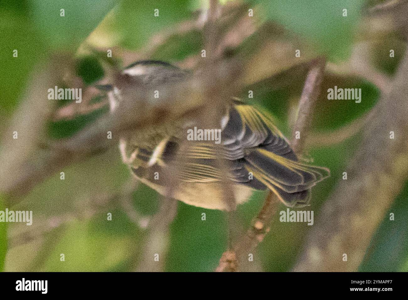 Golden-crowned Kinglet (Regulus satrapa Stock Photo - Alamy