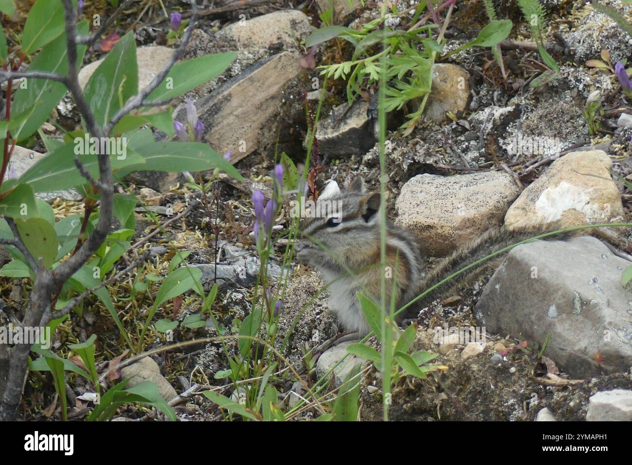 Least Chipmunk (Neotamias minimus Stock Photo - Alamy