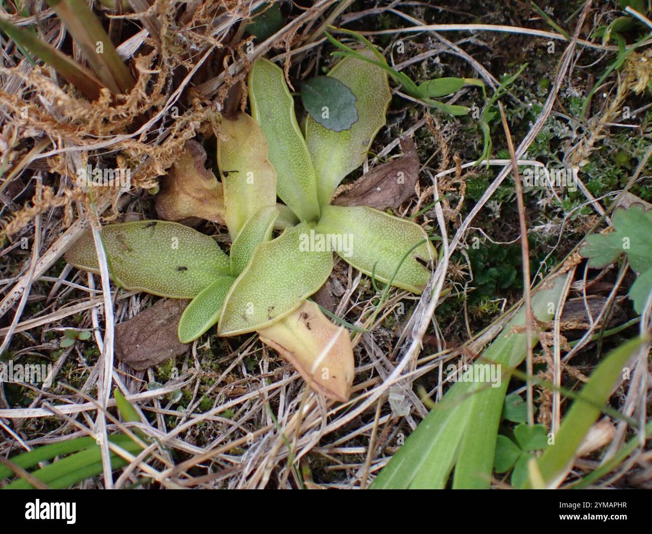 Common Butterwort (Pinguicula vulgaris Stock Photo - Alamy