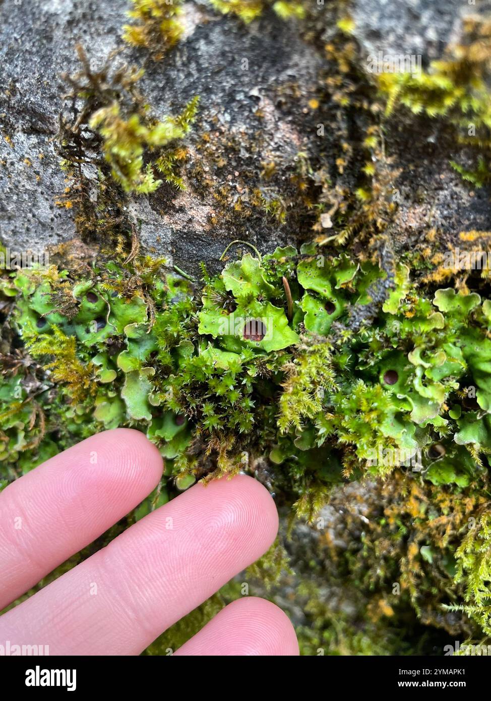 Common Chocolate Chip Lichen (Solorina saccata Stock Photo - Alamy