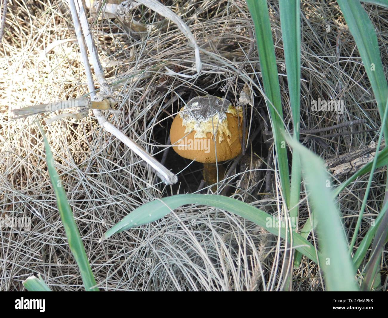 Sandy Stilt-puffball (Battarrea phalloides Stock Photo - Alamy