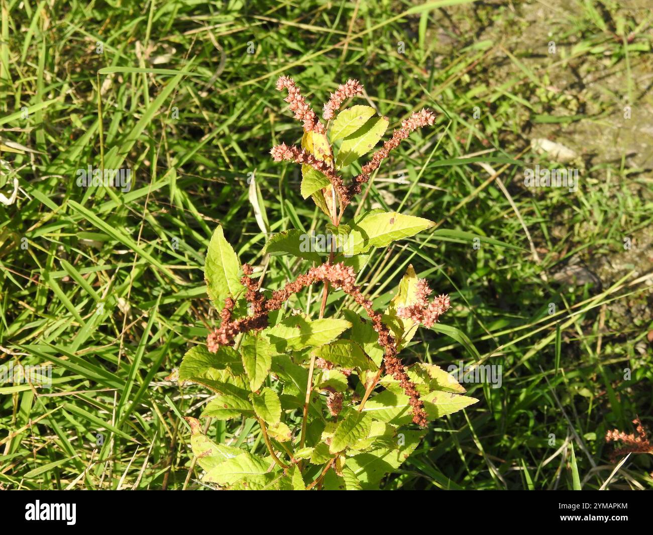 Penthorum sedoides hi-res stock photography and images - Alamy