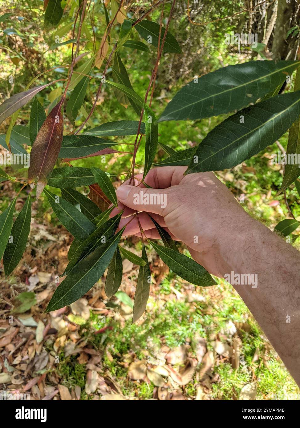 Blueberry ash (Elaeocarpus reticulatus Stock Photo - Alamy
