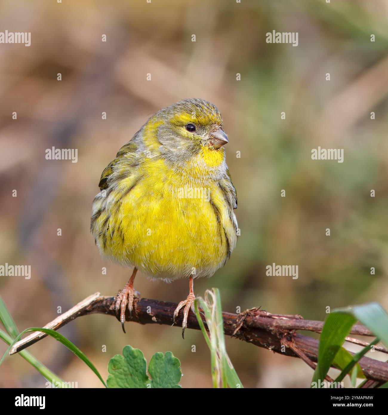 Canary serinus canaria bright hi-res stock photography and images - Alamy