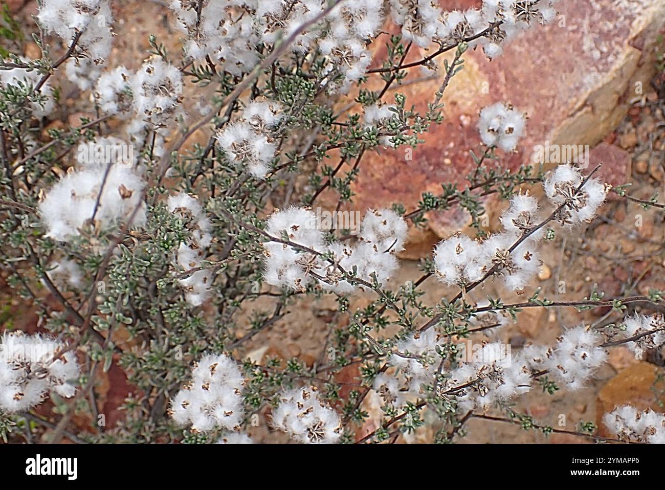 Cape Snow Bush (Eriocephalus africanus Stock Photo - Alamy