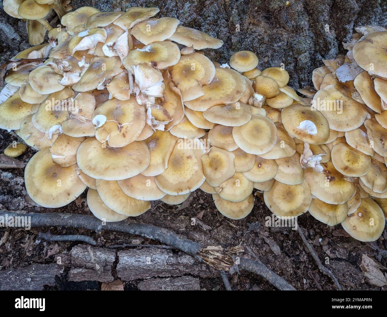 honey mushrooms (Armillaria Stock Photo - Alamy