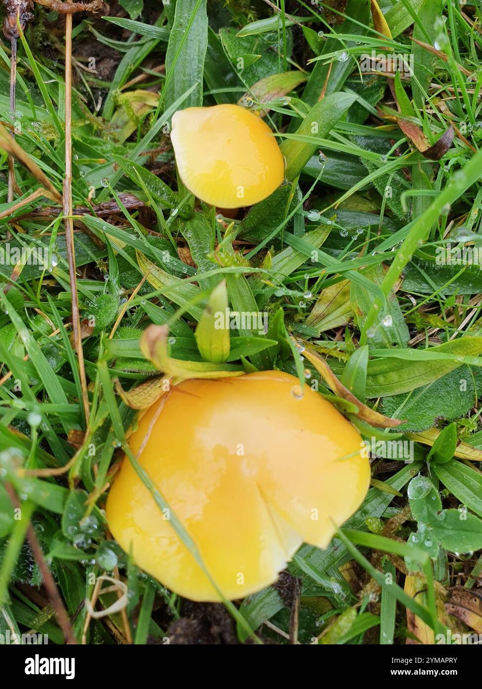 Golden Waxcap (Hygrocybe chlorophana Stock Photo - Alamy
