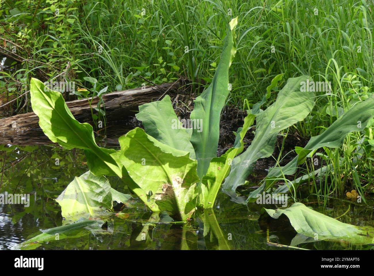 western skunk cabbage (Lysichiton americanus Stock Photo - Alamy