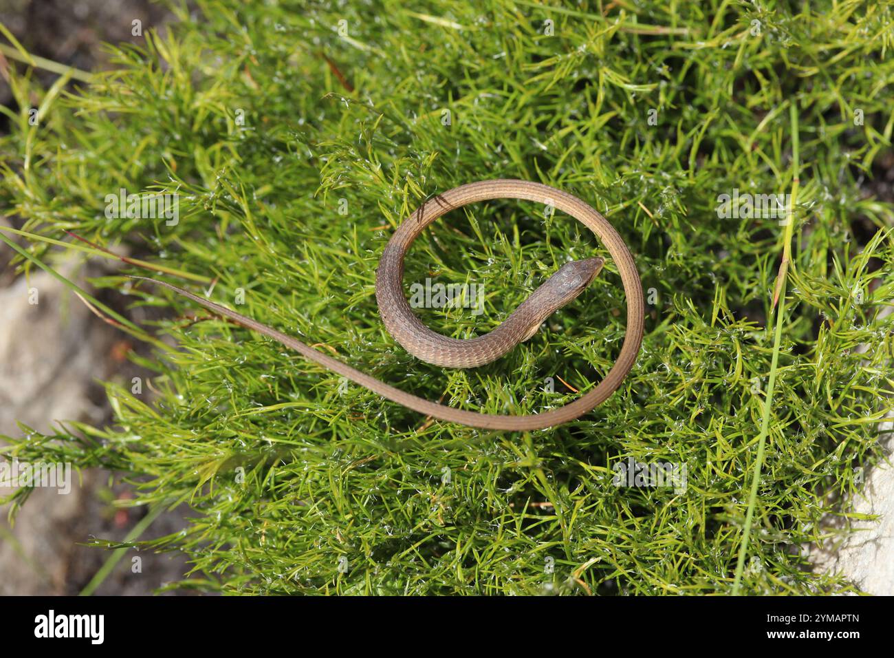 Cape Snake Lizard (Chamaesaura anguina Stock Photo - Alamy