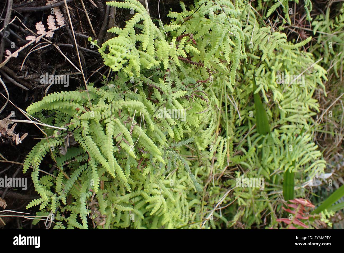Coral Fern (Gleichenia polypodioides Stock Photo - Alamy