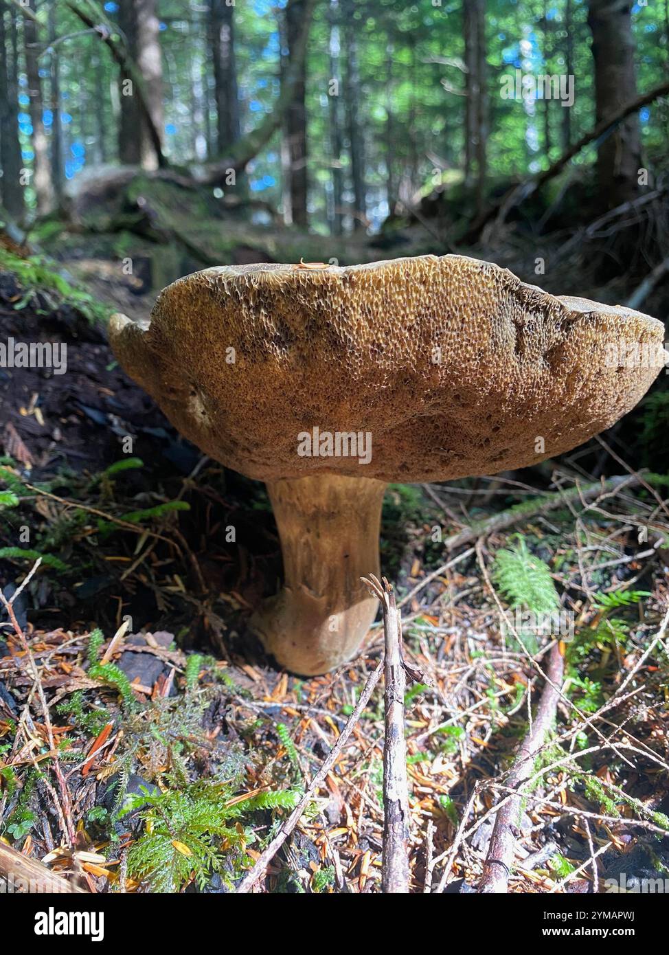 King Bolete (Boletus edulis Stock Photo - Alamy