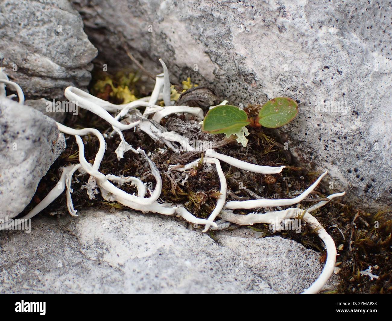 Whiteworm Lichen (Thamnolia vermicularis Stock Photo - Alamy