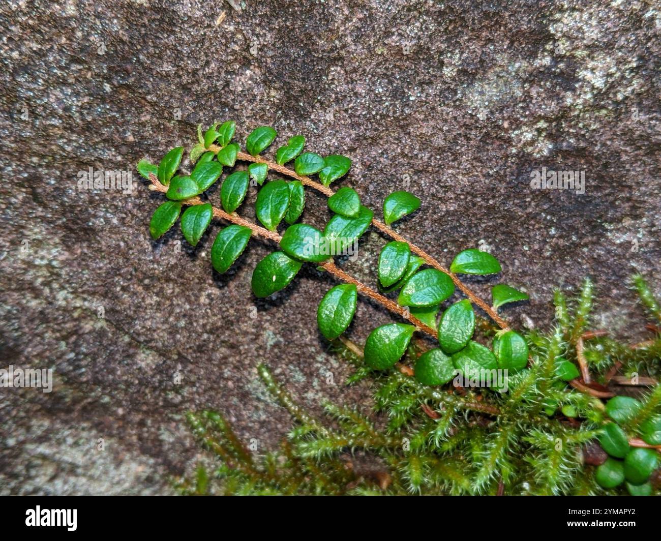 creeping snowberry (Gaultheria hispidula Stock Photo - Alamy