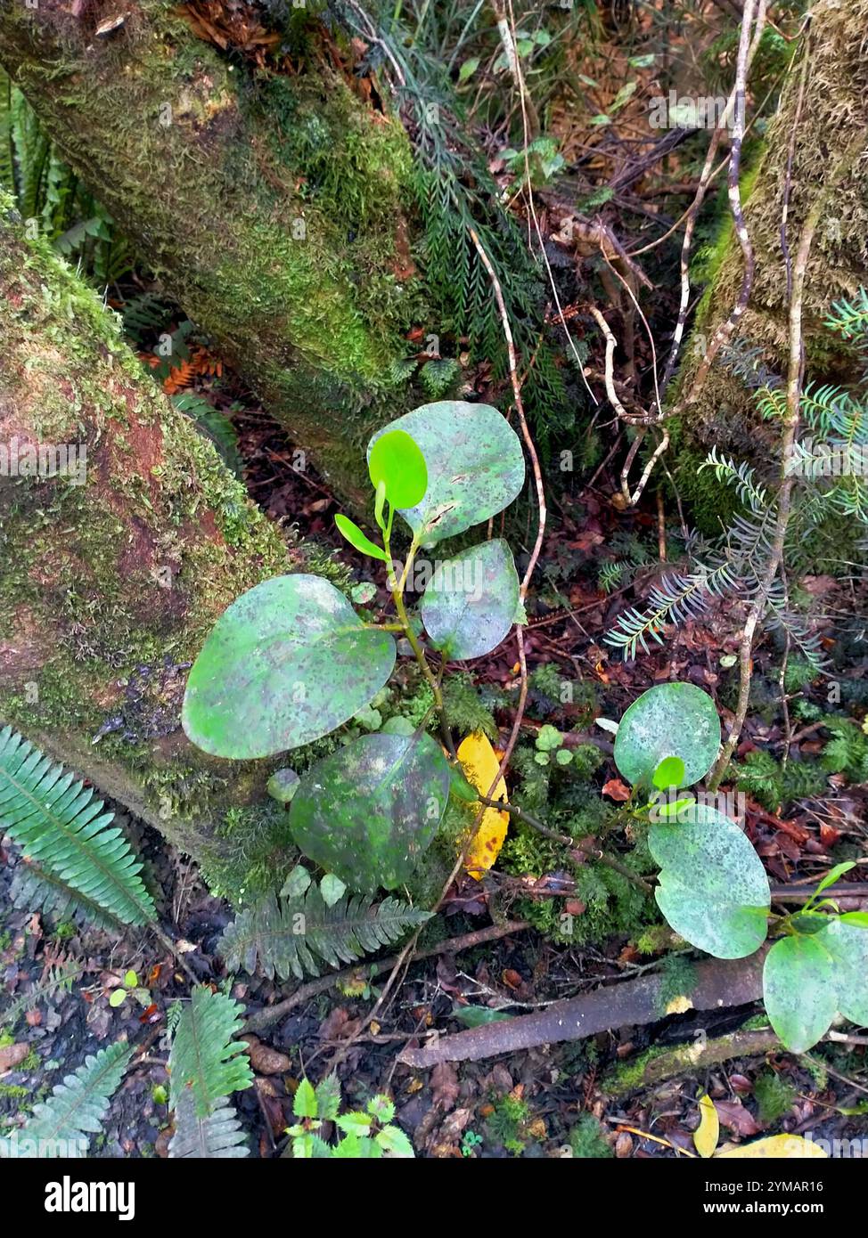 New Zealand Broadleaf (Griselinia littoralis Stock Photo - Alamy