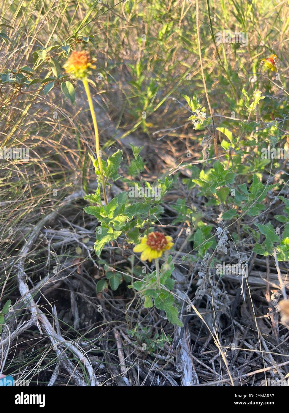 Awnless Bushsunflower (Simsia calva Stock Photo - Alamy