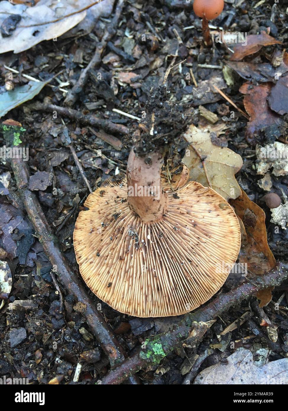 Oakbug Milkcap (Lactarius quietus Stock Photo - Alamy