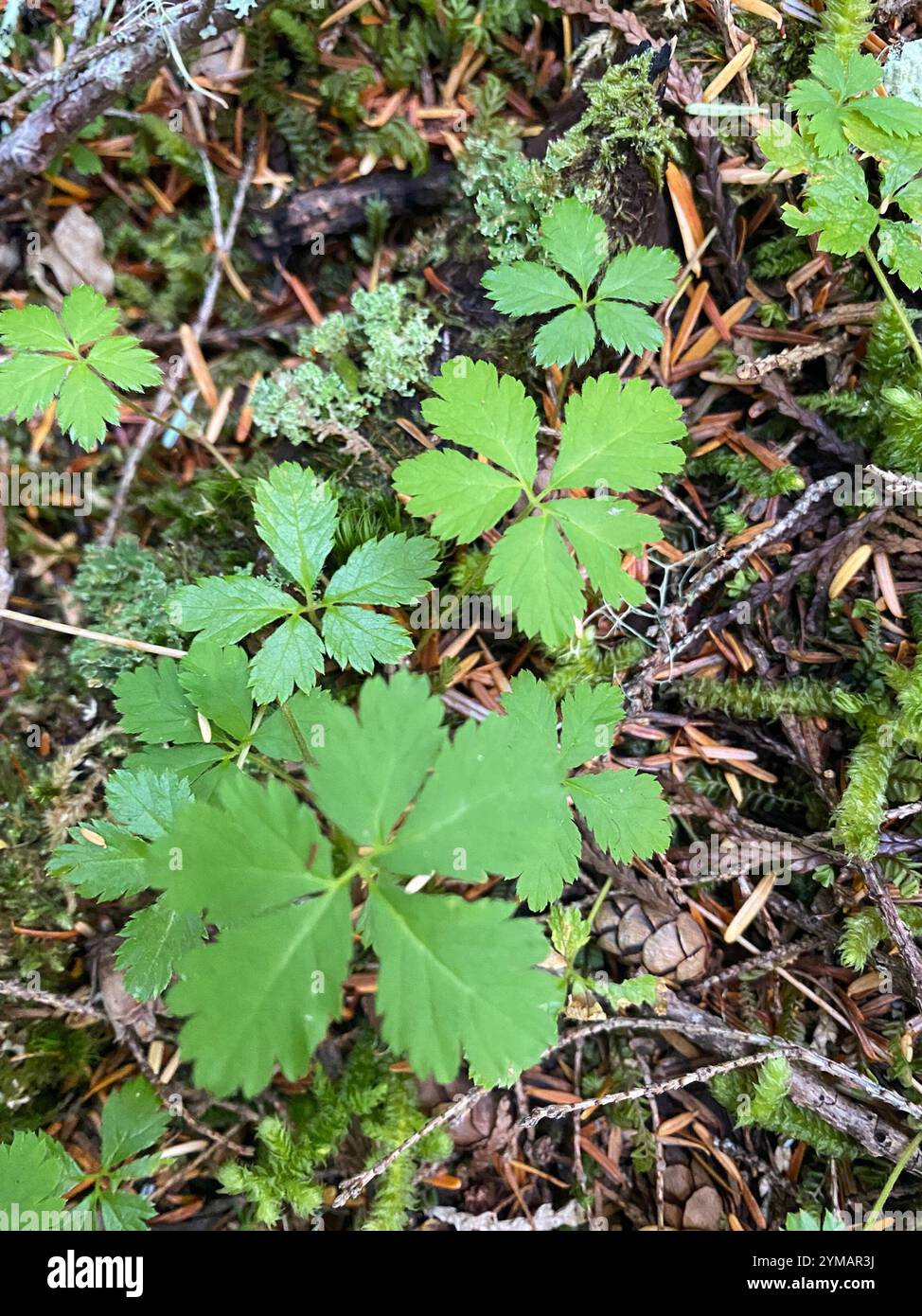 Five-leaf Dwarf Bramble (Rubus pedatus Stock Photo - Alamy