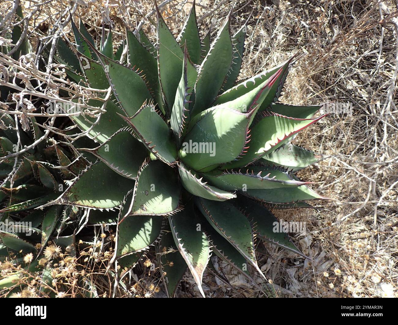 Shaw's Agave (Agave shawii Stock Photo - Alamy