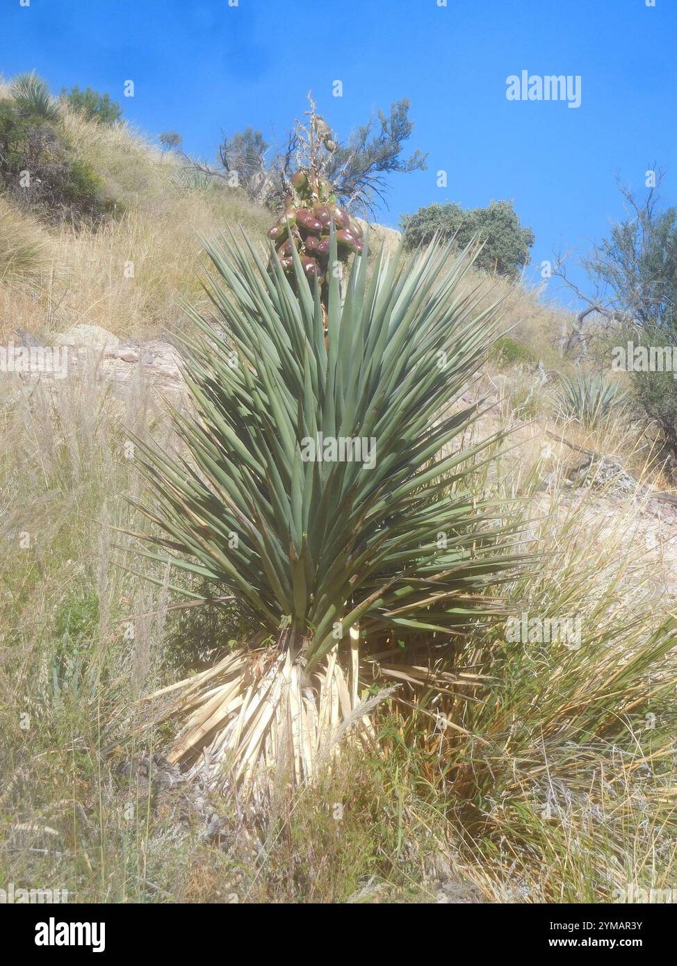 mountain yucca (Yucca madrensis Stock Photo - Alamy