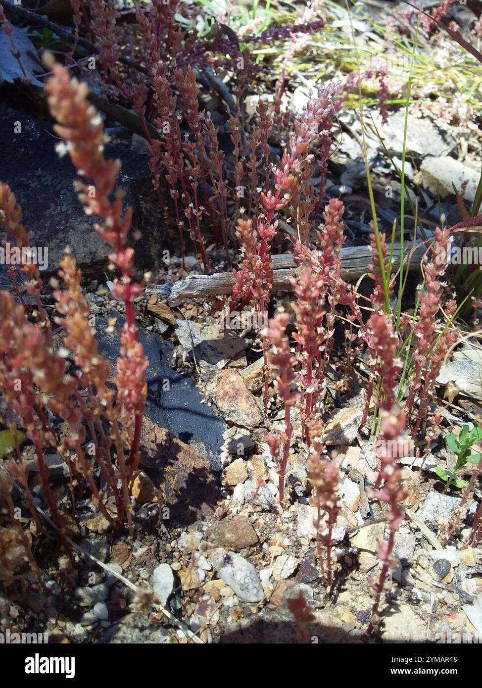 Aussie pygmyweed (Crassula colligata Stock Photo - Alamy