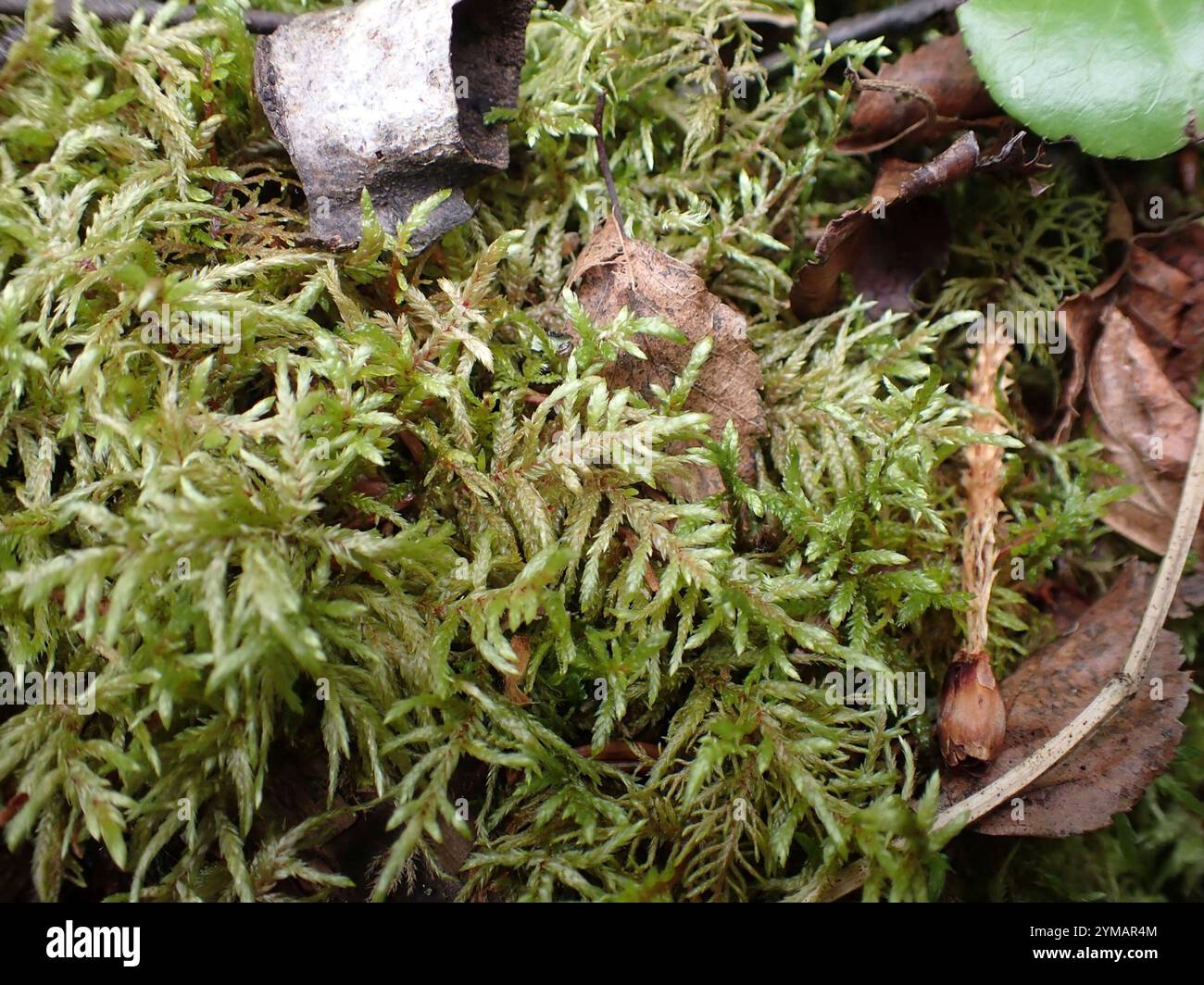 big red stem moss (Pleurozium Stock Photo - Alamy