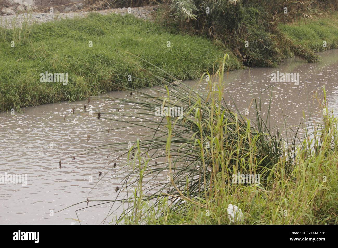 southern cattail (Typha domingensis Stock Photo - Alamy